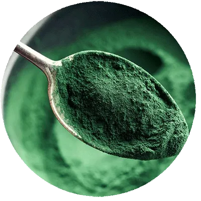 Spirulina Platensis